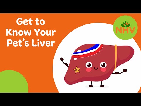 Get to know your pet's liver🥇👋