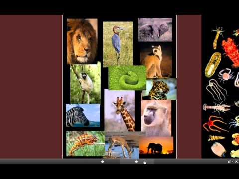 Kingdom Animalia