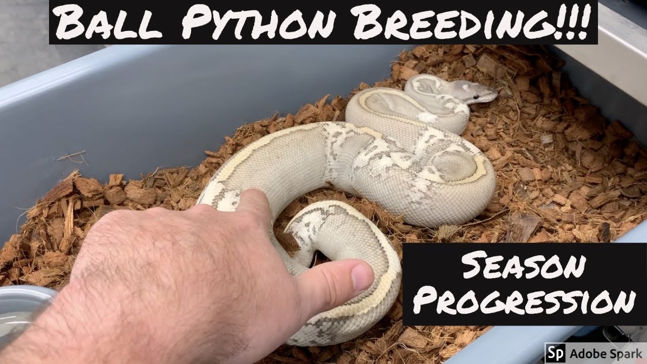 BALL PYTHON BREEDING UPDATE! [2020] | Ovulations & Locks | RCR