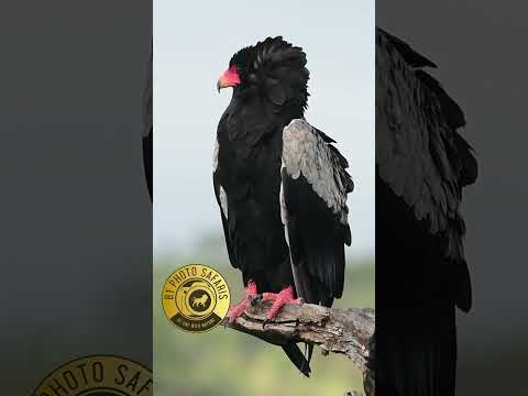 Pair of Bateleurs Snake Eagles in Kruger National Park