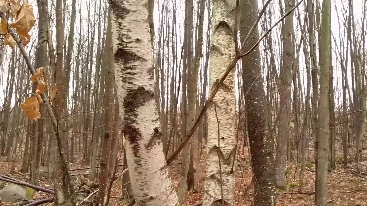Gray Birch winter appearance
