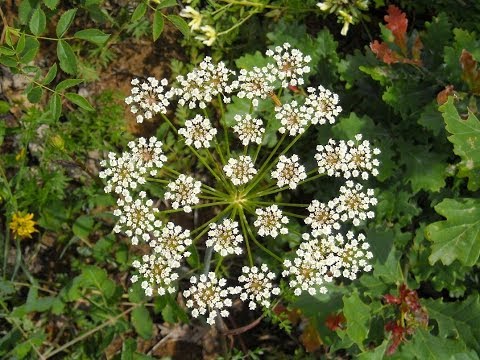 Para que Sirve el Anís Verde Propiedades y beneficios Anís verde (Pimpinella anisum)