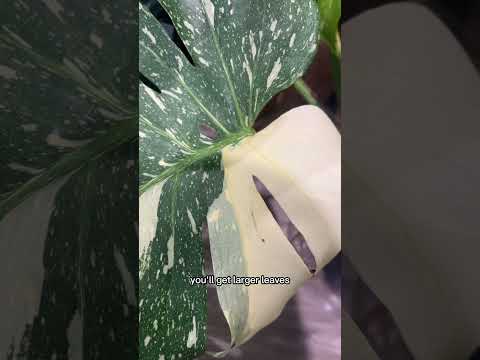 Meet the Thai Constellation Monstera
