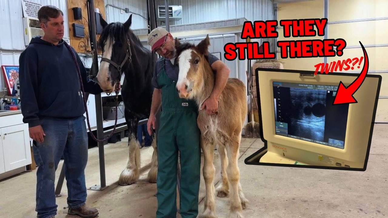 Twin Foals...Or Not? Recheck Day