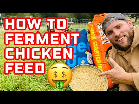 ???? How to FERMENT Chicken Feed & SAVE ON FEED COSTS ????????