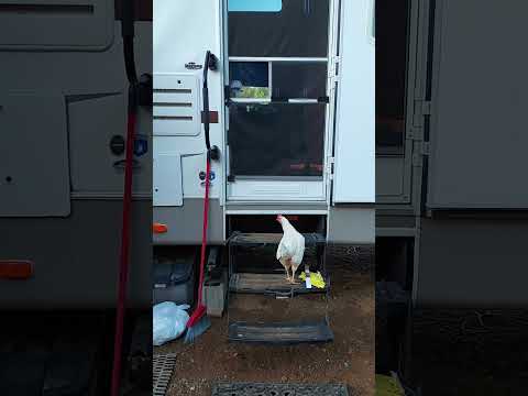 She didn't like the breakfast menu. #maine #chickencoop #offgrid