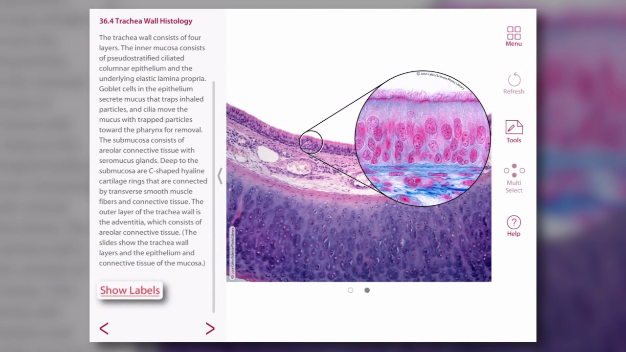 Use Slideshows | Anatomy & Physiology