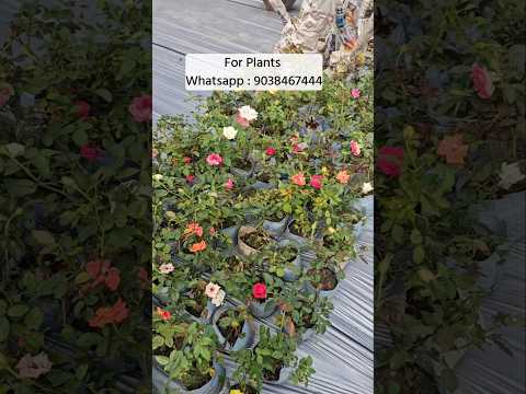 Wholesale Rose Plant Nursery Muchisha Online Booking All India Delivery