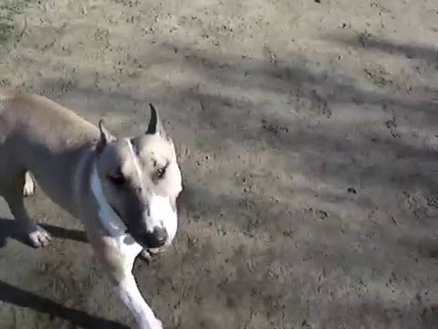 Happiest Dog in the World 4 - Lola gets booties