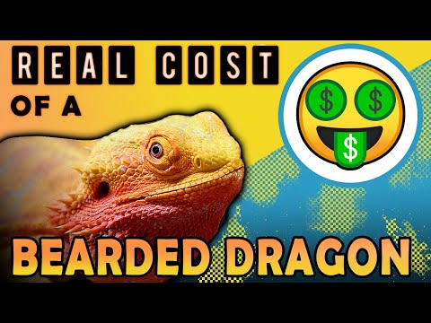 What is the REAL Cost Of A Bearded Dragon? More Than A Dog?!