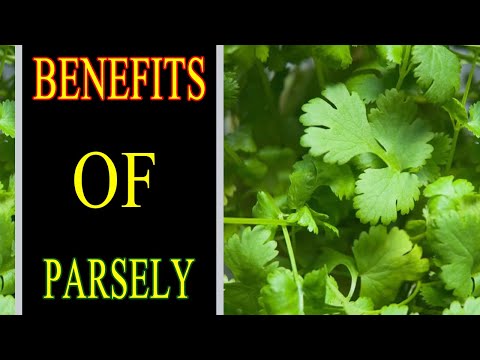 Parsely Benefits l Parsley Uses and Health Benefits l Top 10 Benefits of Parsley In Urdu Hindi