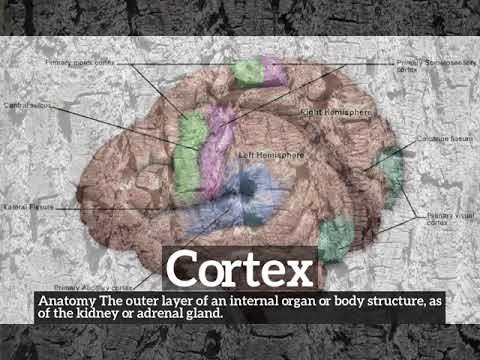 What is Cortex? | How to Say Cortex in English? | How Does Cortex Look?