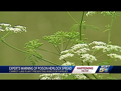 Poison Hemlock: What to watch for and how to remove