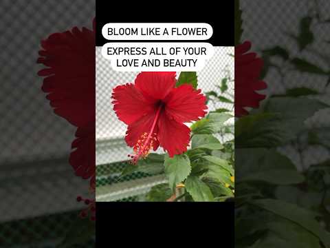 Bloom like a flower! #flowers #bloom #blooming #flower #mondaymotivation #happymonday #morning #good