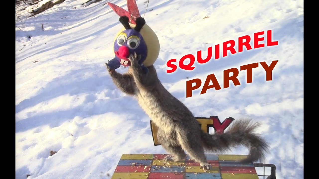 Squirrel Dance Party