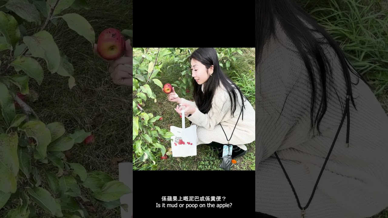 Hong Kong Girl Picking Apples in Canada 港女在加拿大摘蘋果