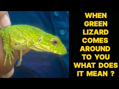 WHEN GREEN LIZARD COMES AROUND TO YOU WHAT DOES IT MEAN ?
