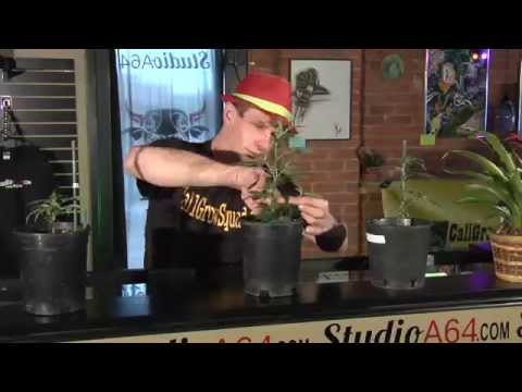 Pot Names: Where do they come from?