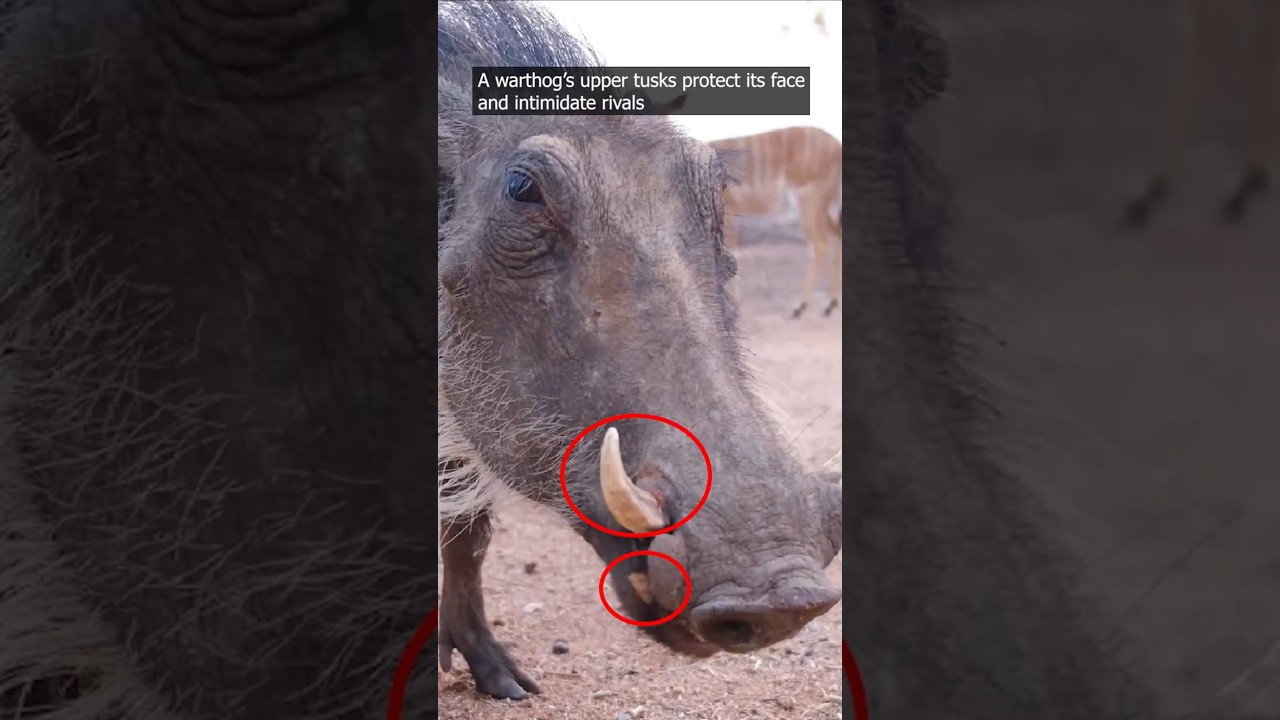 Warthog Tusk Functions Explained | Common Warthog