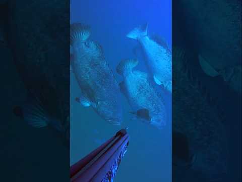 GOLIATH GROUPER EATS MY CATCH