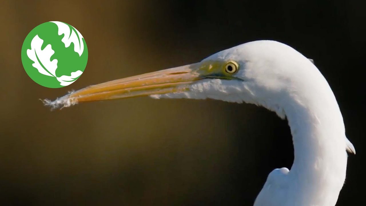 Sustainable Rivers Program: Caddo Lake