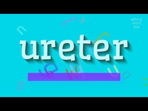 How to say "ureter"! (High Quality Voices)