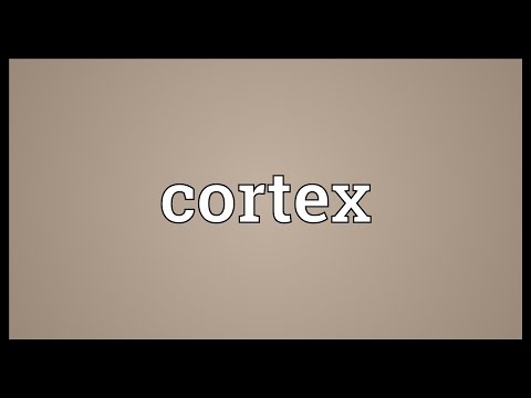 Cortex Meaning