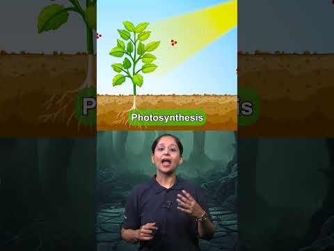 Amazing fact | Ghost | PEEPAL TREE ? #youtubeshorts #shorts #short