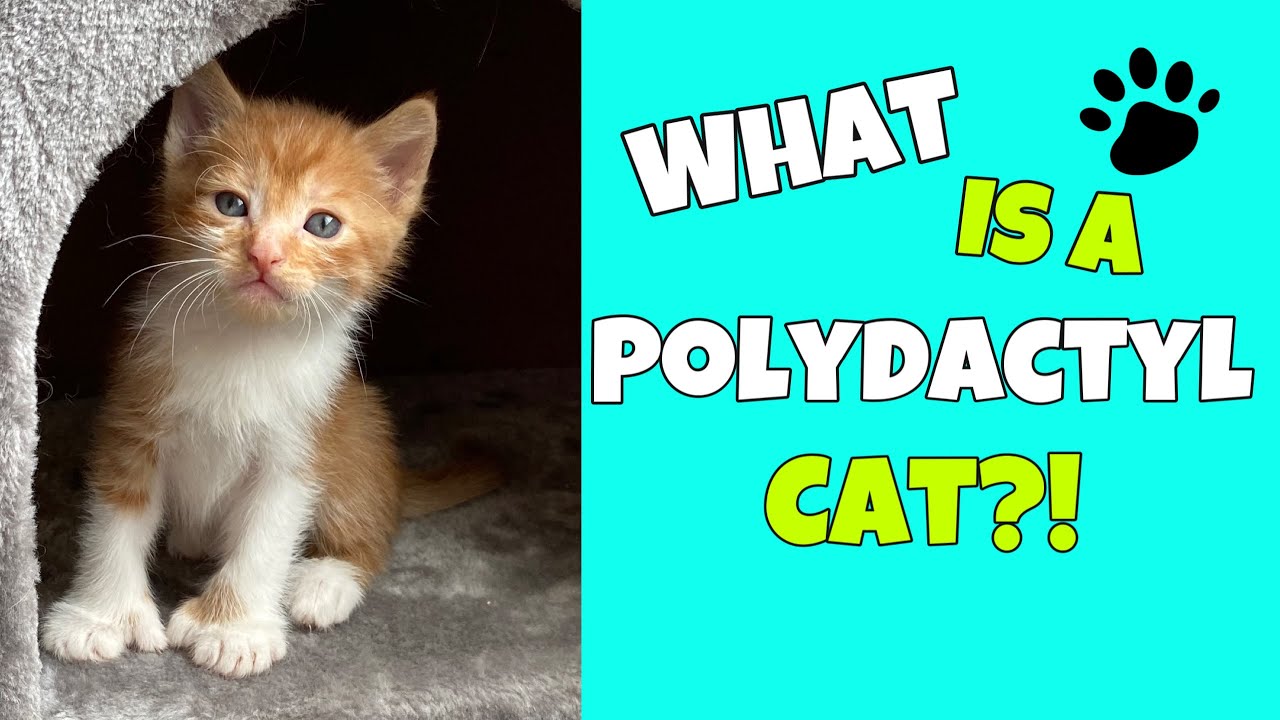 What is a Polydactyl Cat?