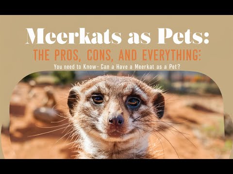 Meerkats as Pets: The Pros, Cons, and Everything You Need to Know-can you have a meerkat as a pet?