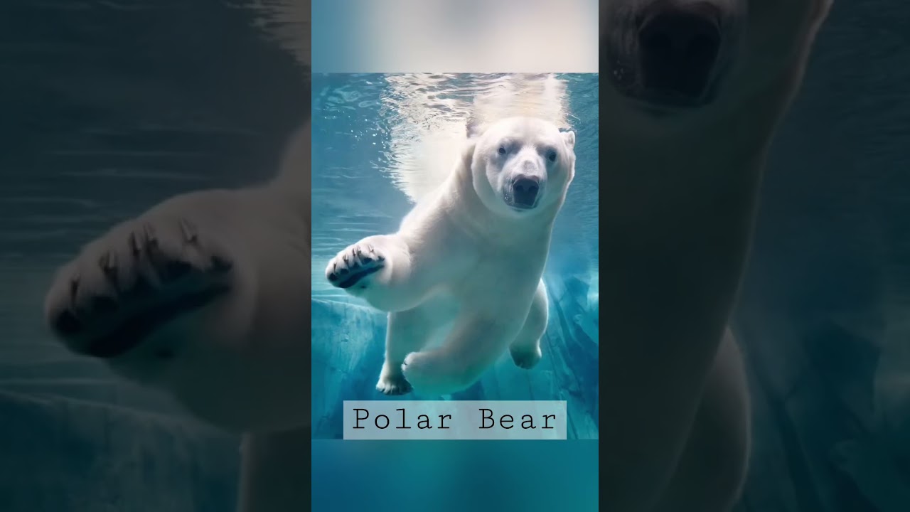 5 Endangered Animals We Need to SAVE NOW