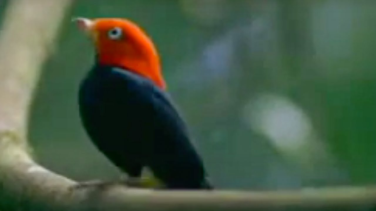 Being Glamourous in the Bird World | Battle of the Animal Sexes | BBC Studios
