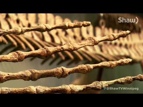 Smallest Tylosaurus mosasaur fossil ever discovered | Dear Kitty. Some blog