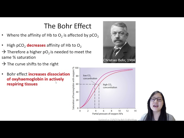 Understanding the Transport of Oxygen and Carbon Dioxide: The Bohr ...