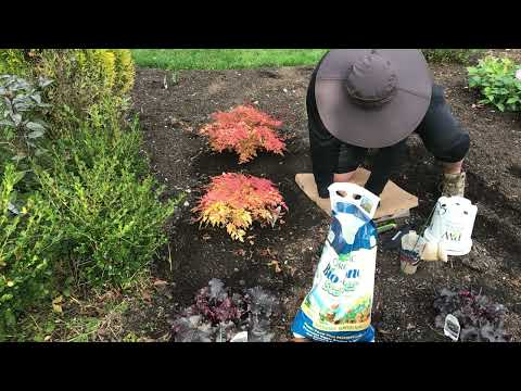 Planting Chantilly Lace Goats-beard by Proven Winners.