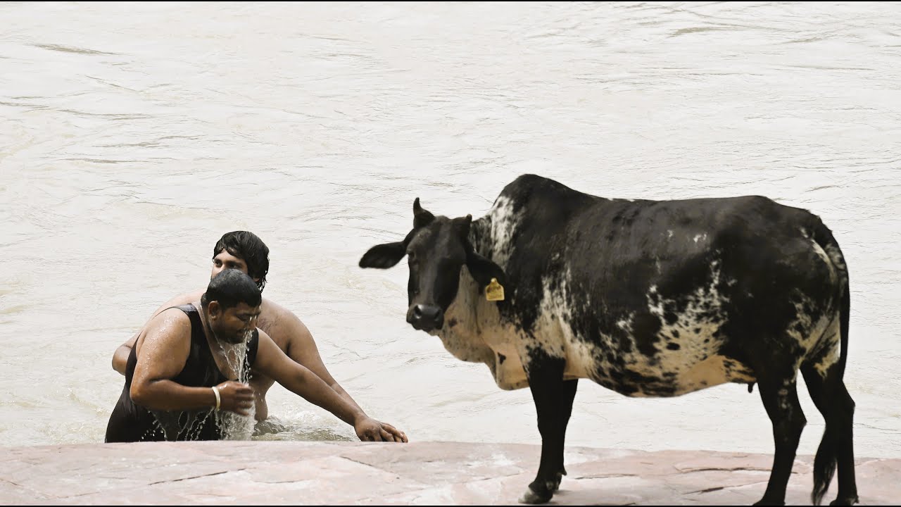 Pushkar Camel Fair  November 2025