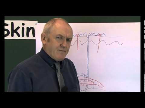 Skin 7, Sweating and thermoregulation