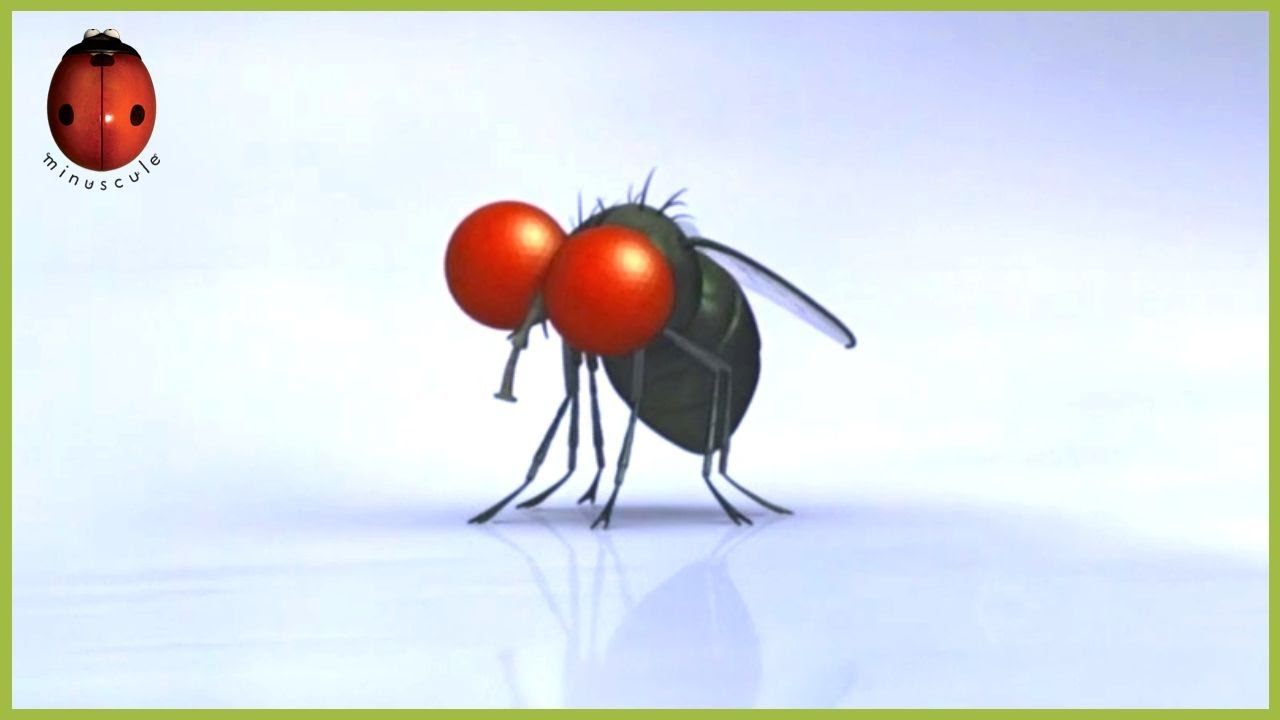 Brushing | Minuscule | 55' Compilation