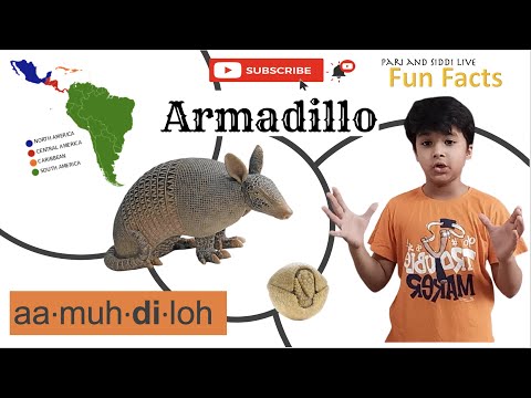Fun Facts - Armadillo