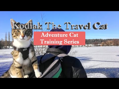 Adventure Cat Training Series with Kodiak The Travel Cat