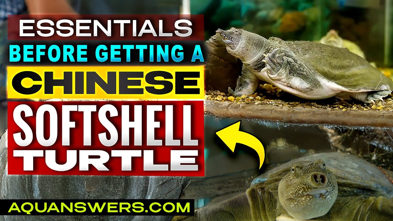 Chinese Softshell Turtle (Pelodiscus sinensis): Unique Care, Traits & Tank Tips!