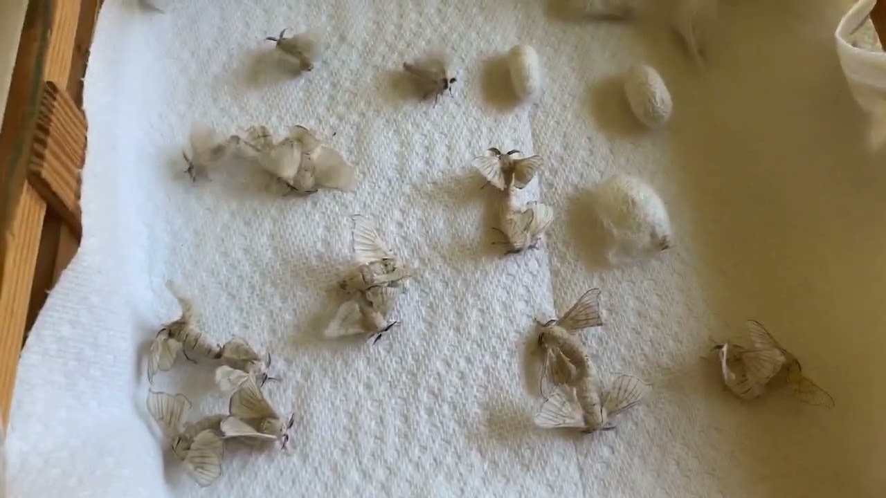Silkmoths Mating - Part 1