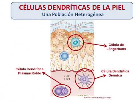 Tema 15-A: Sistema Inmunitario Cutáneo – inmunojmvucv