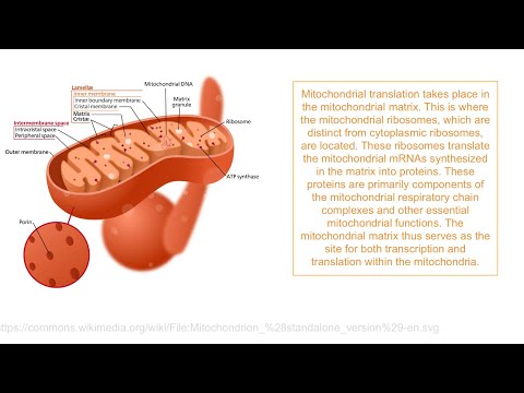 Transcription of Mitochondrial DNA