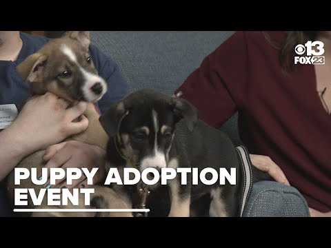 Puppy adoption event: Find your fur-ever friend this Saturday in Topsham