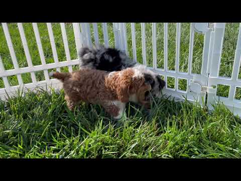 Marcus (Goldendoodle) and Oliver (Mini Australian Shepherd)