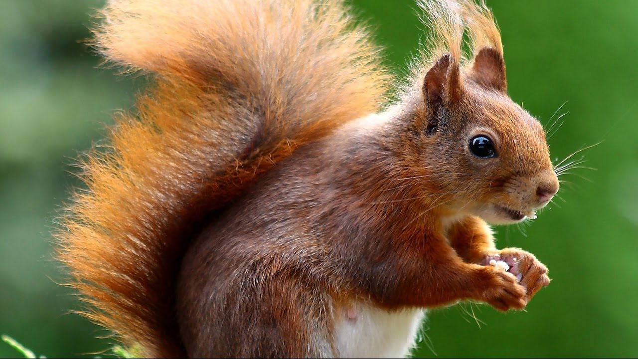 Where to see red squirrels in the UK | Wild Britain