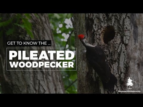 Get to Know the Pileated Woodpecker