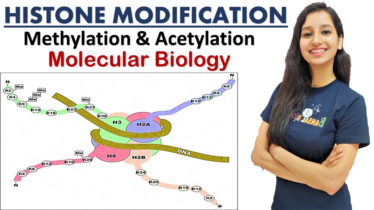 Understanding Histone Modifications: Methylation and Acetylation in ...