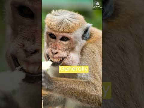 What Do Monkeys Eat | Monkeys Life | Amazing Animals